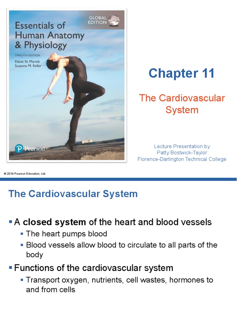 CH 11 Lecture Presentation Cardiovascular-System PDF | PDF | Heart ...