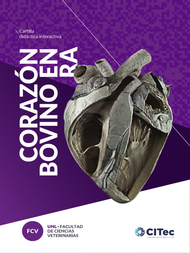 Anatomía del Corazón Bovino en RA | PDF