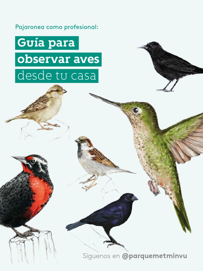 Guia-de-aves-Parquemet | PDF