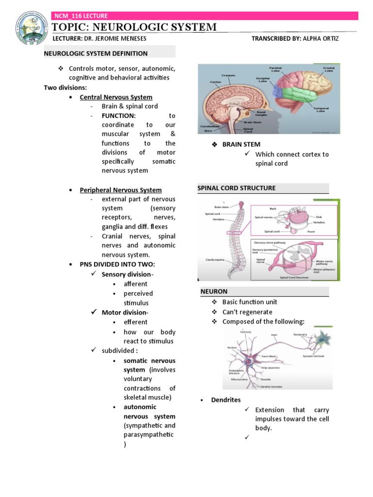 Overview of the Neurologic System | PDF
