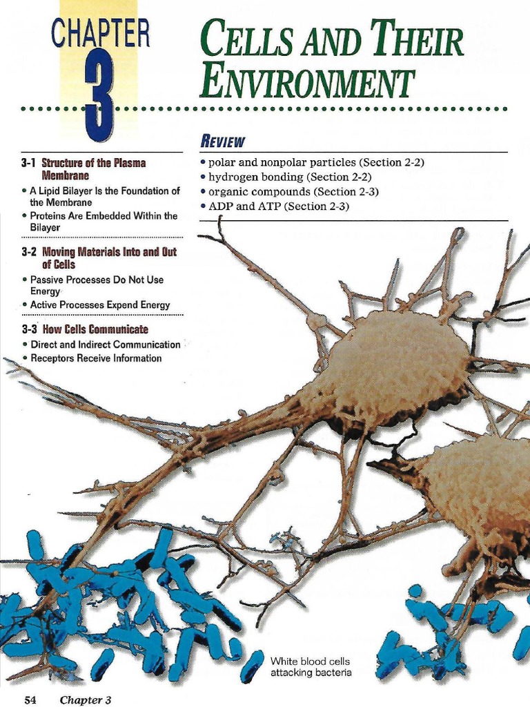 Chapter 3 - Membrane Structure & Transport PDF | PDF