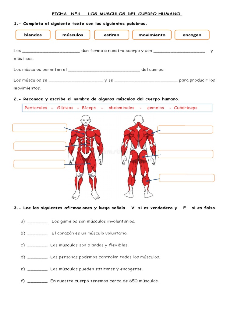 FICHA Nº4 LOS MUSCULOS Parte 2 | PDF