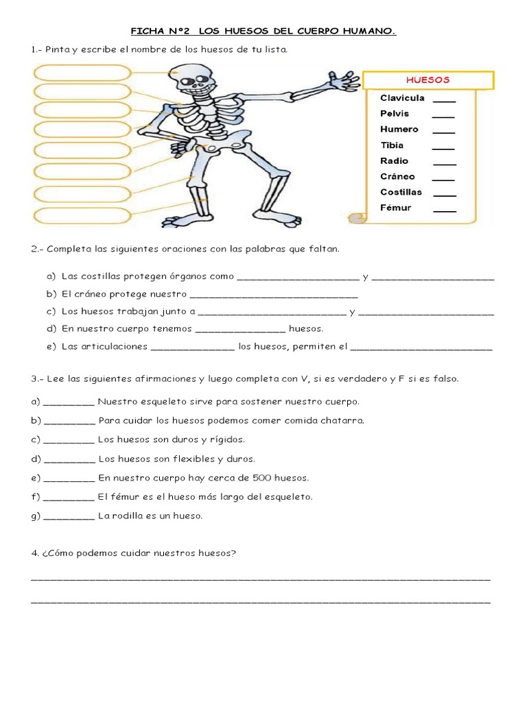 FICHA Nº2 Huesos y Articulaciones Del Cuerpo Humano. Mejorada | PDF