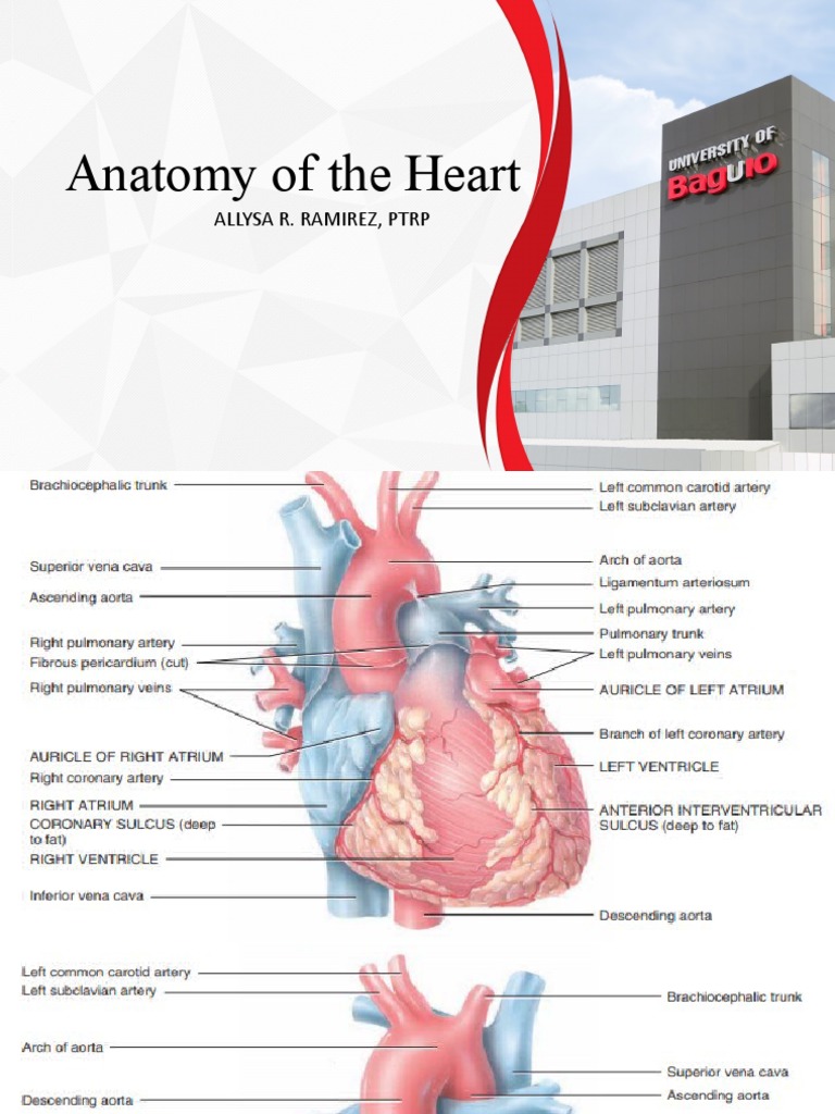 Heart Surface Anatomy Overview | PDF