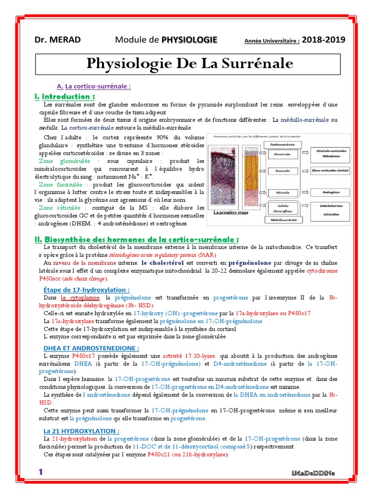 Physiologie de La Surrénale | PDF