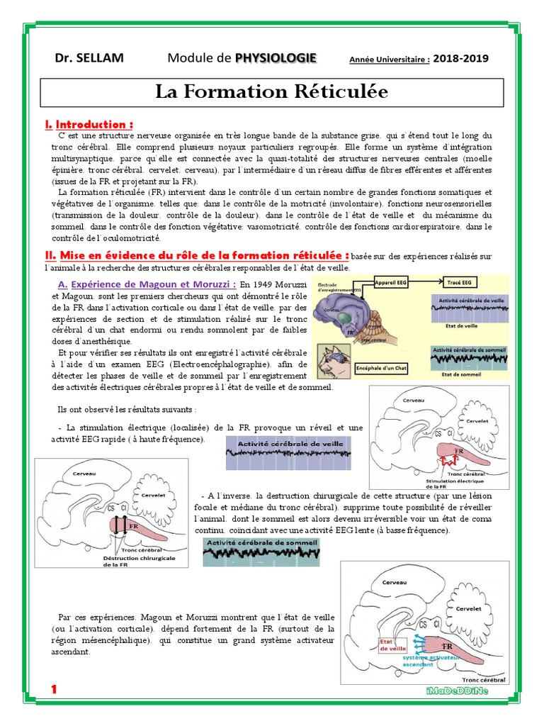 La Formation Réticulée | PDF | Cerveau | Électroencéphalographie