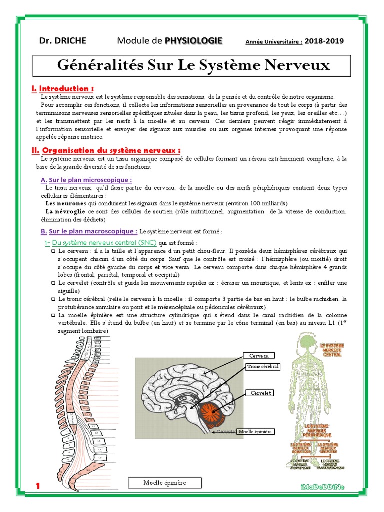 Généralités Sur Le Système Nerveux | PDF