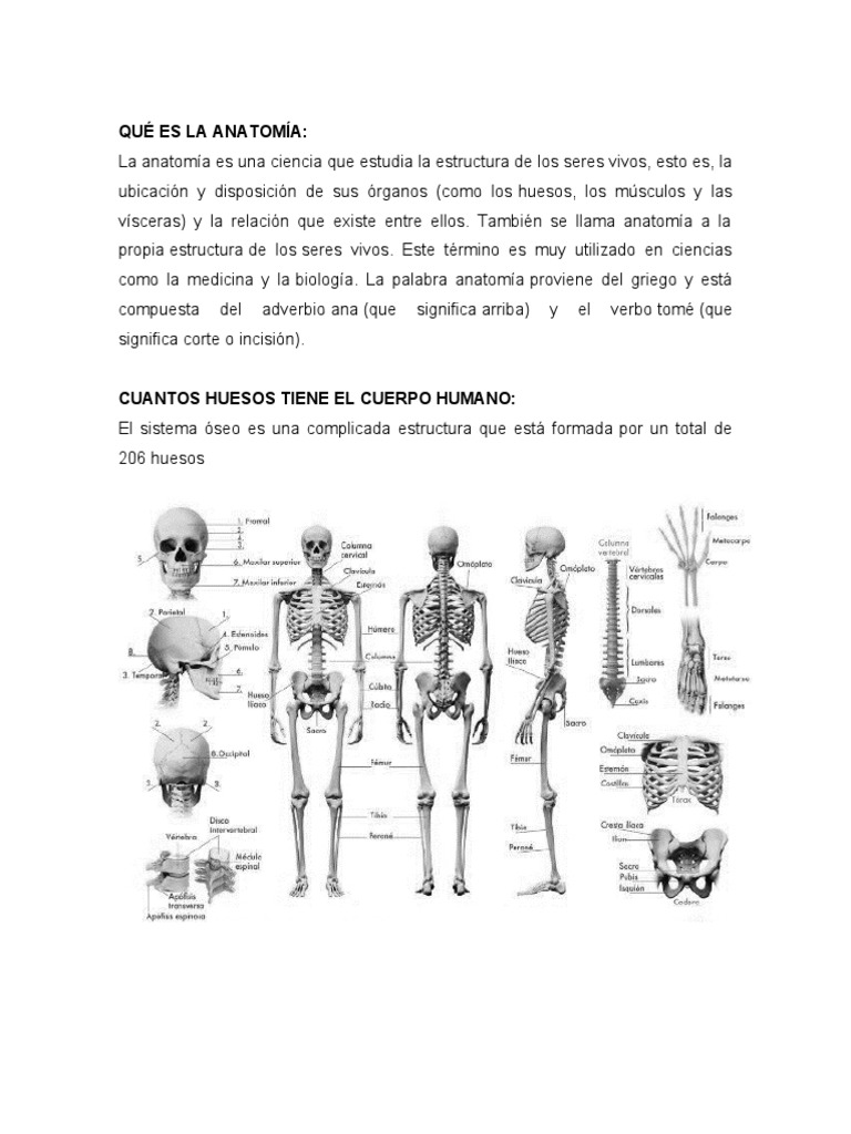 Qué Es La Anatomía | PDF