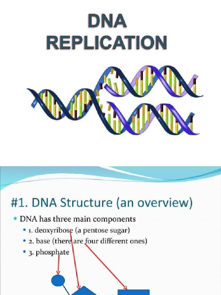 Dna And Replication Pdf