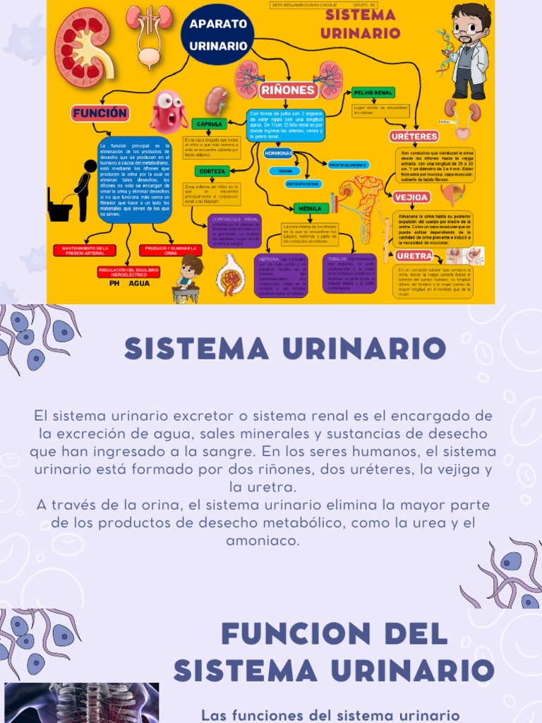 Sistema Urinario PDF | PDF | Sistema urinario | Riñón