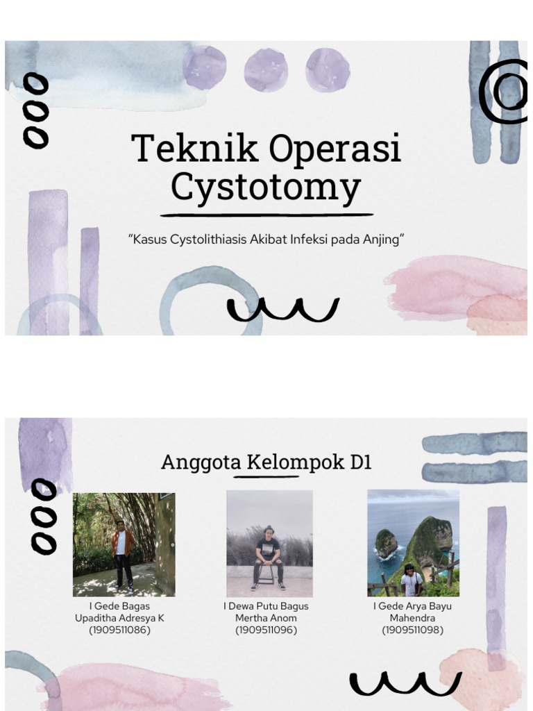 Teknik Cystotomy Pada Anjing PDF | PDF