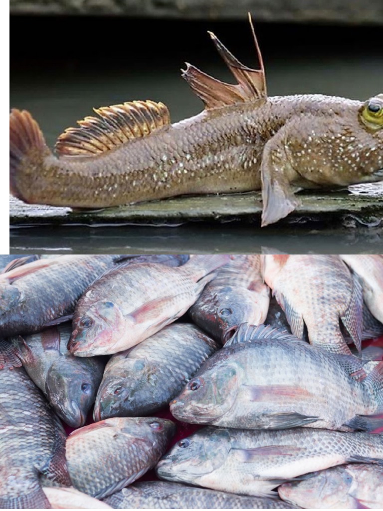 Pictures For Katutubong Kanta | PDF