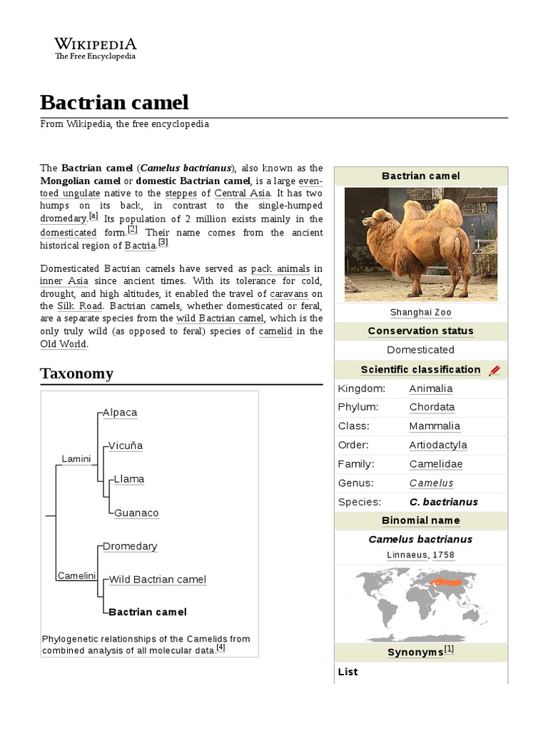 Bactrian Camel PDF | PDF