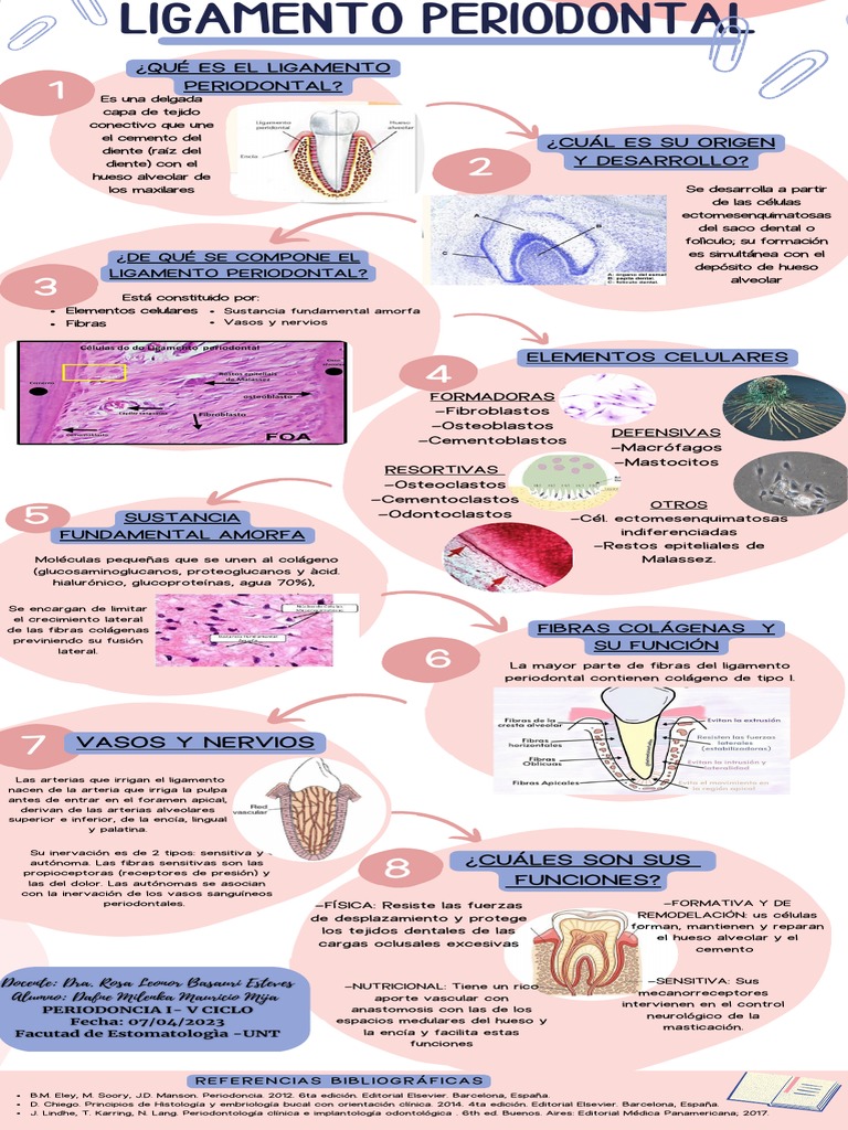Infografía de Ligamento Periodontal | PDF
