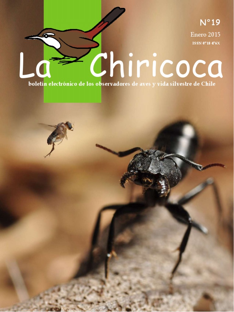 La Chiricoca 19 - C PDF | PDF