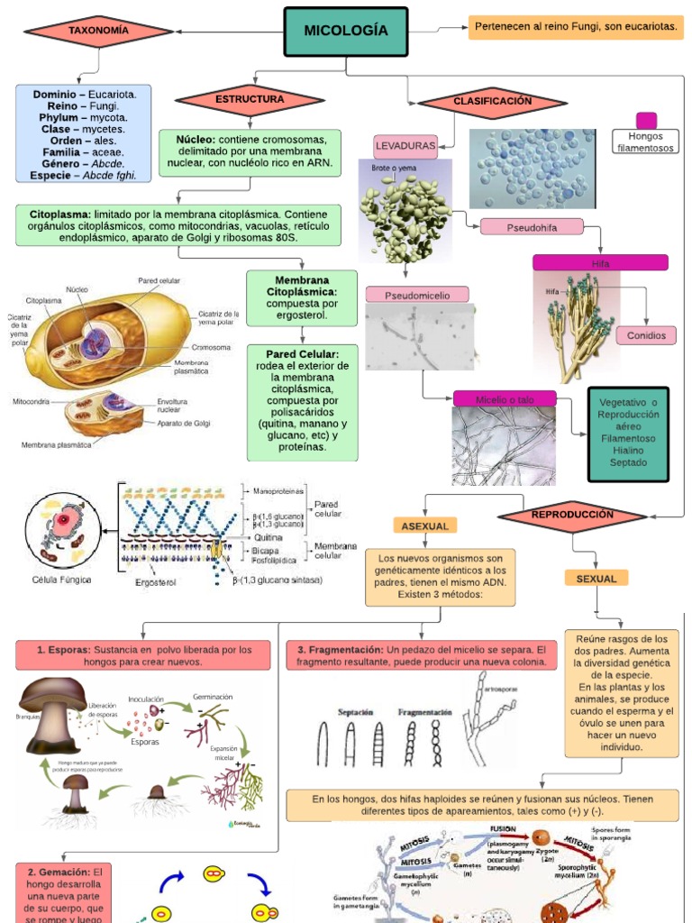 RESUMEN - MICOLOGÍA.pdf | PDF | Citoplasma | Hongo
