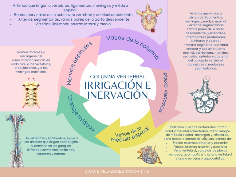 Columna Vertebral Irrigación e Inervación PDF | PDF
