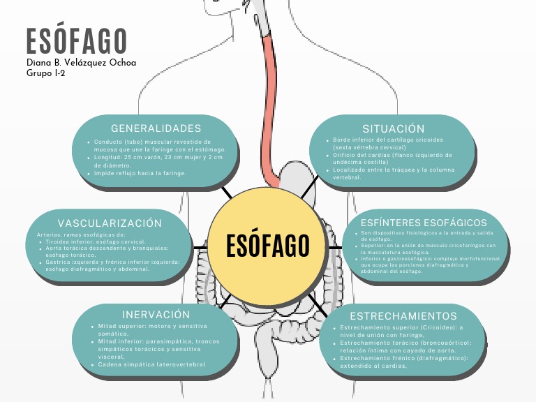 Mapa Mental "Esófago" | PDF | Esófago | Abdomen