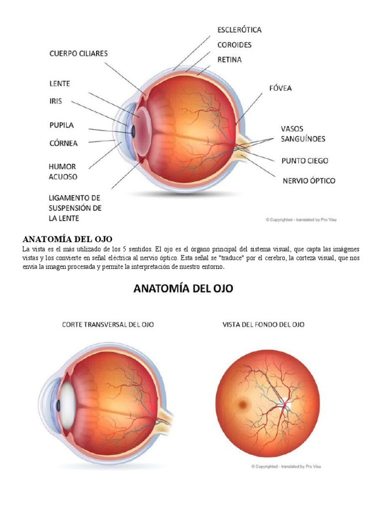 Anatomía Del Ojo | PDF | Ojo humano | Percepción visual