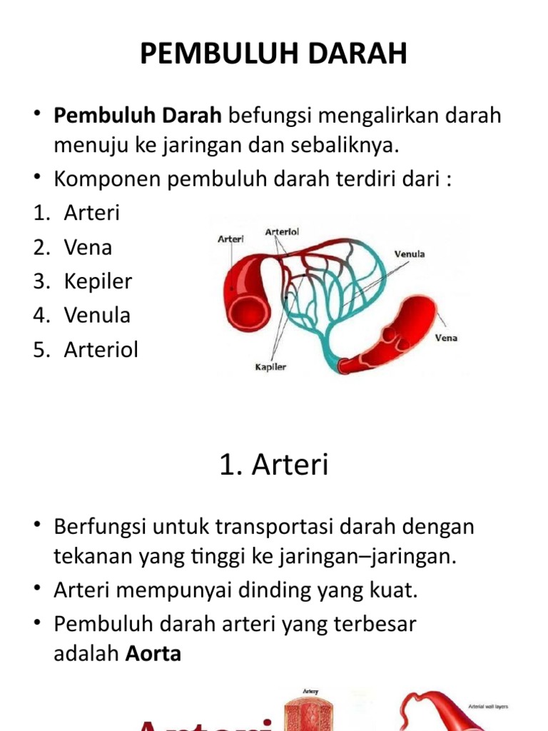 Perbedaan Arteri, Vena, dan Kapiler | PDF | Klasik