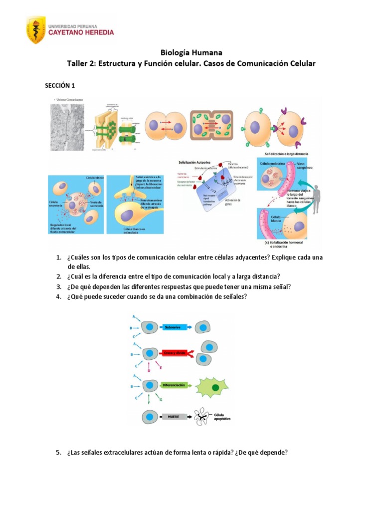 Taller 2 Estructura y Funcion Celular | PDF | Transducción de señales ...