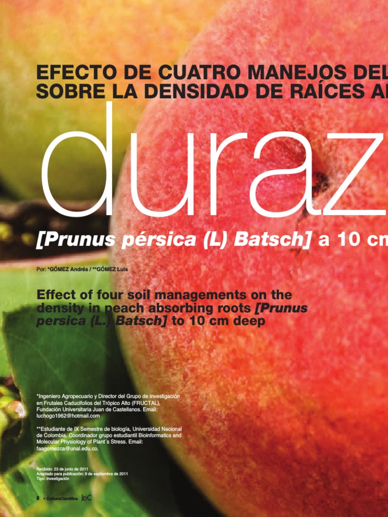 Densidad de raíces absorbentes en durazno | PDF