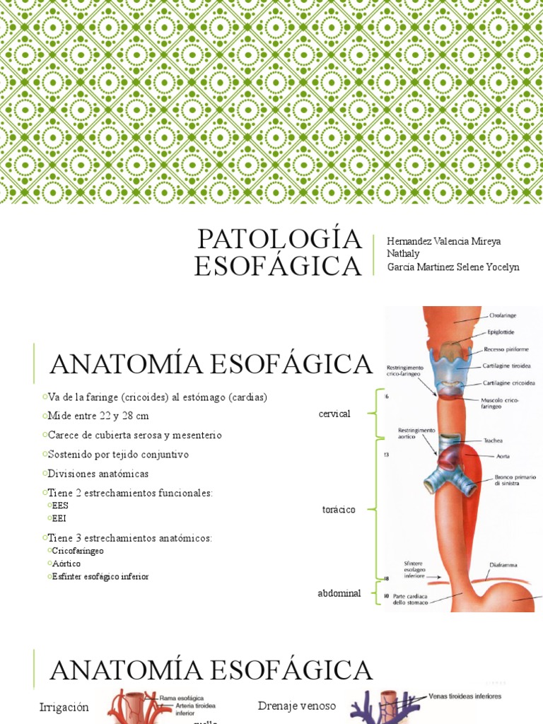 Esofago Parte 1 | PDF | Esófago | Estómago