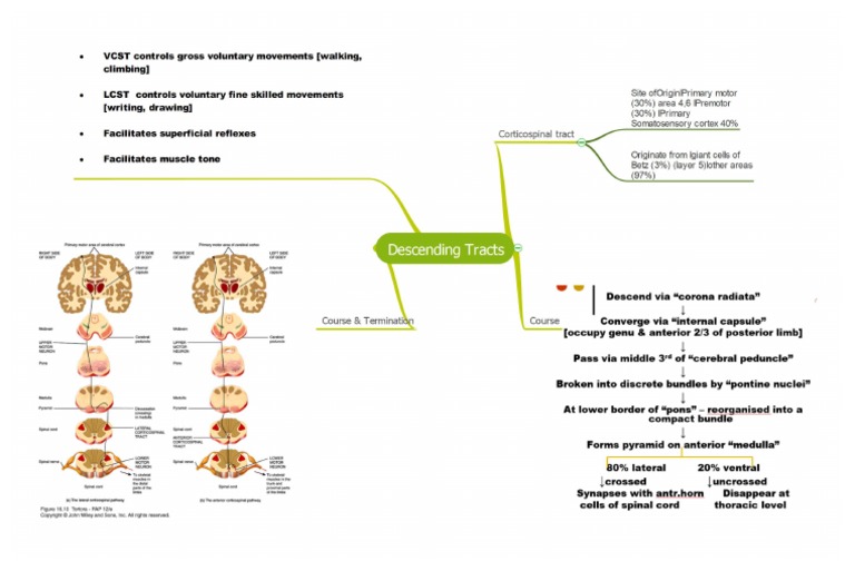 Descending Tracts Explained – Spinal cord tracts and reflexes – WPFCP