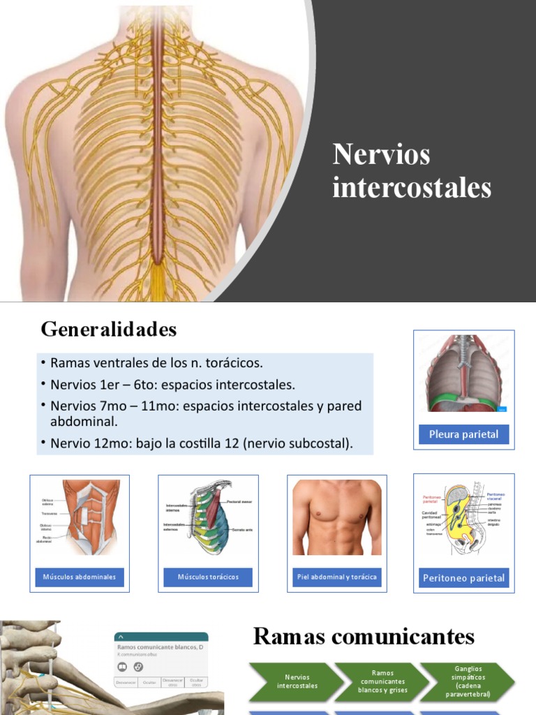 Nervios Intercostales | PDF | Abdomen | Tórax