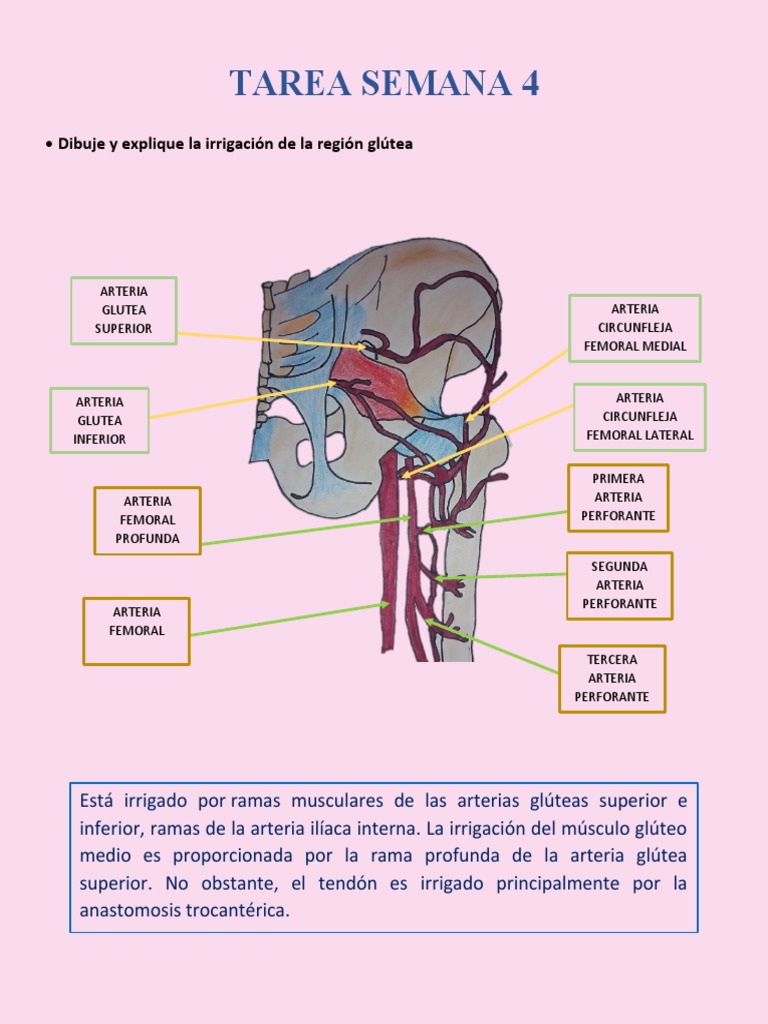 TAREA SEMANA 4 Morfo | PDF