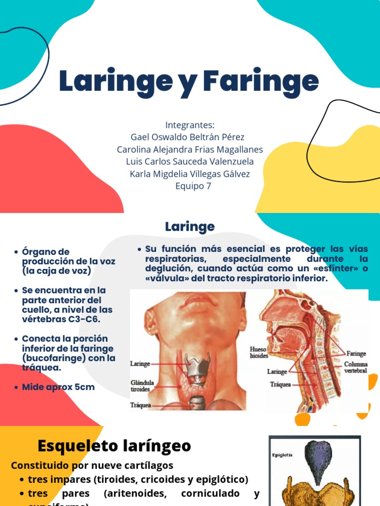 Laringe y Faringe PDF | PDF