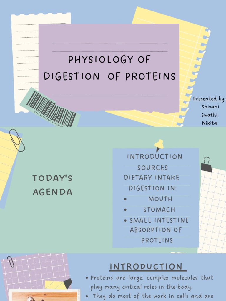 Physiology of Digestion and Absorption of Proteins PDF | PDF