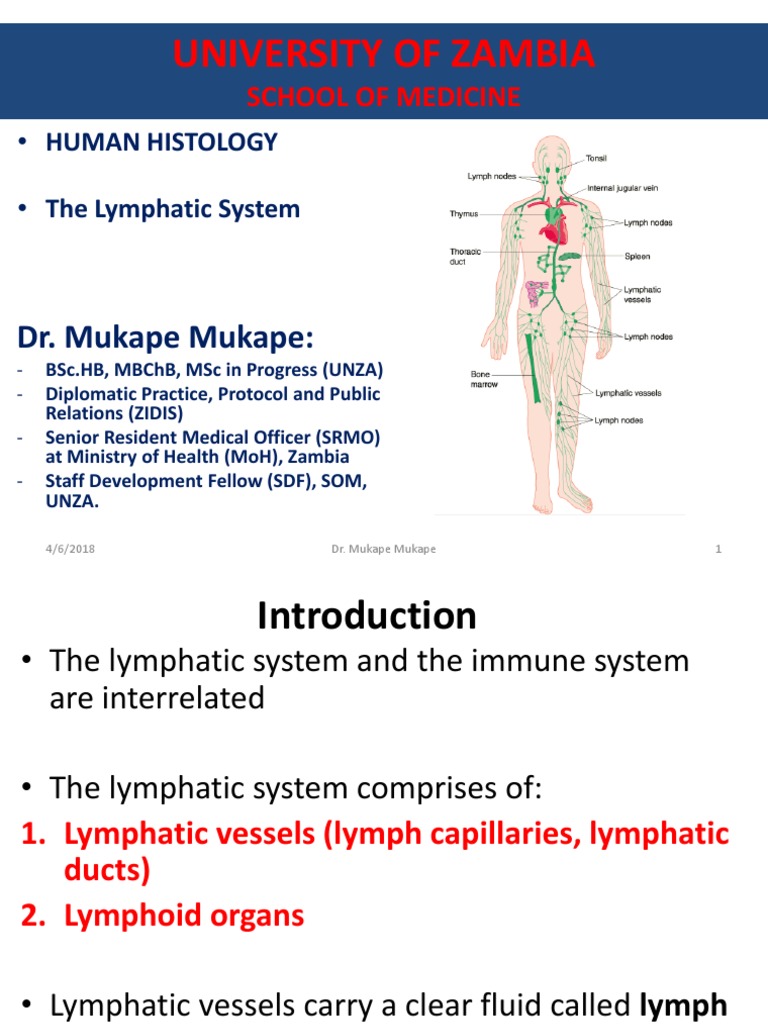 Lymphatic System-3 PDF | Download Free PDF | Lymph Node | Lymphatic System