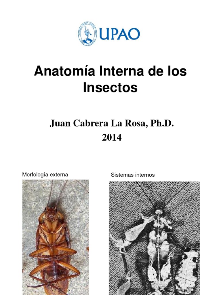 Anatomia Interna de Los Insectos PDF | PDF | Ciencia y matemáticas