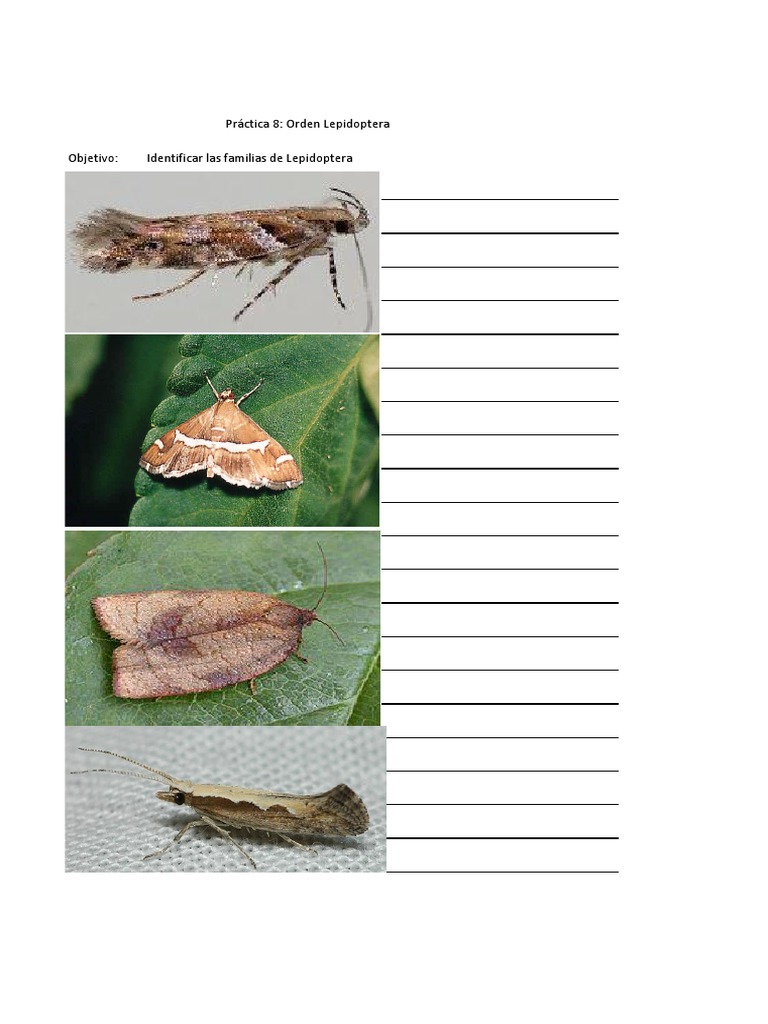 Práctica 8 - Orden Lepidoptera PDF | PDF