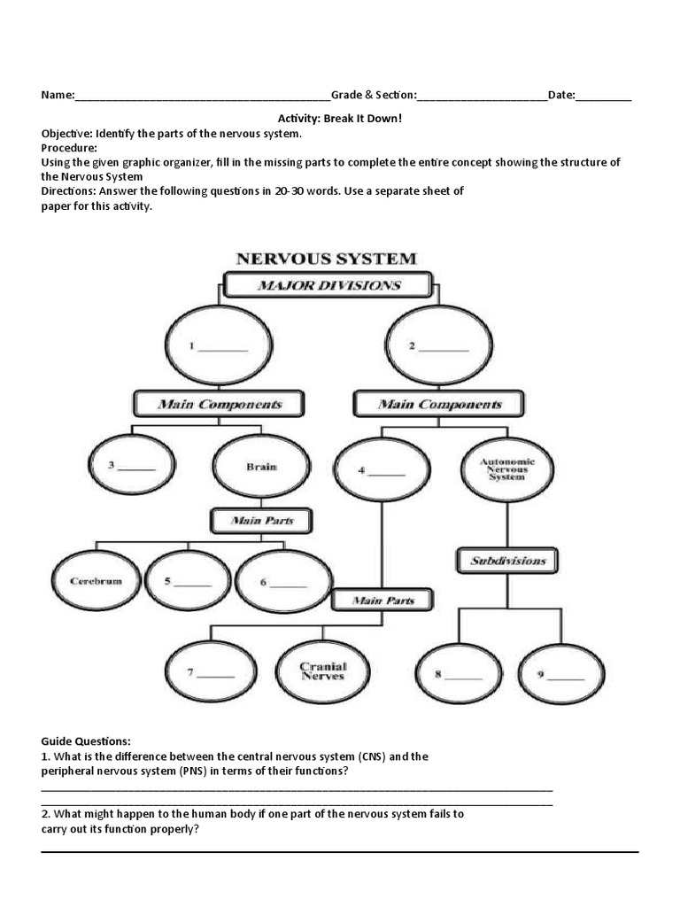 Nervous System Breakdown Activity Sheet | PDF