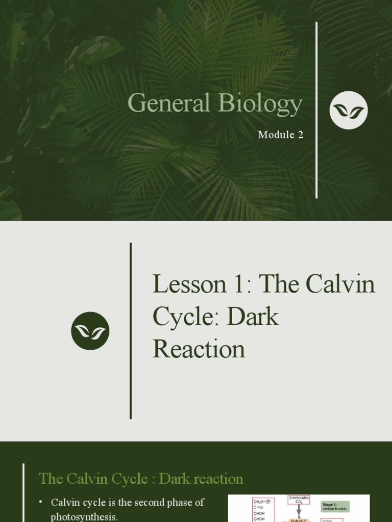 The Calvin Cycle Dark Reaction G1 | PDF