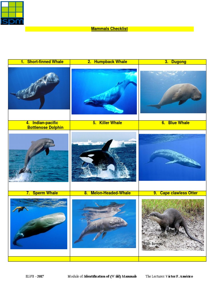 Mammals Checklist - 2017 | PDF