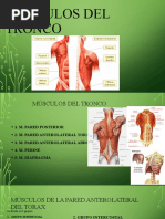 Músculos del Tórax: Función y Estructura | PDF | Tórax | Vértebra