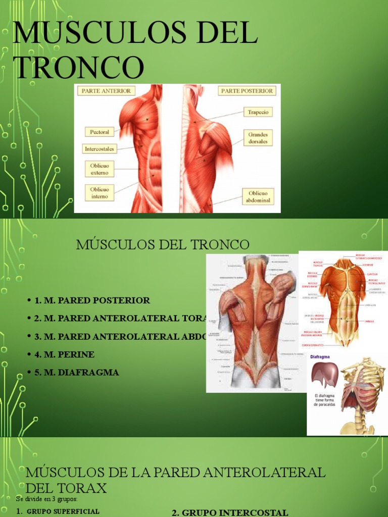MUSCULOS DEL Torax. Ruzan | PDF
