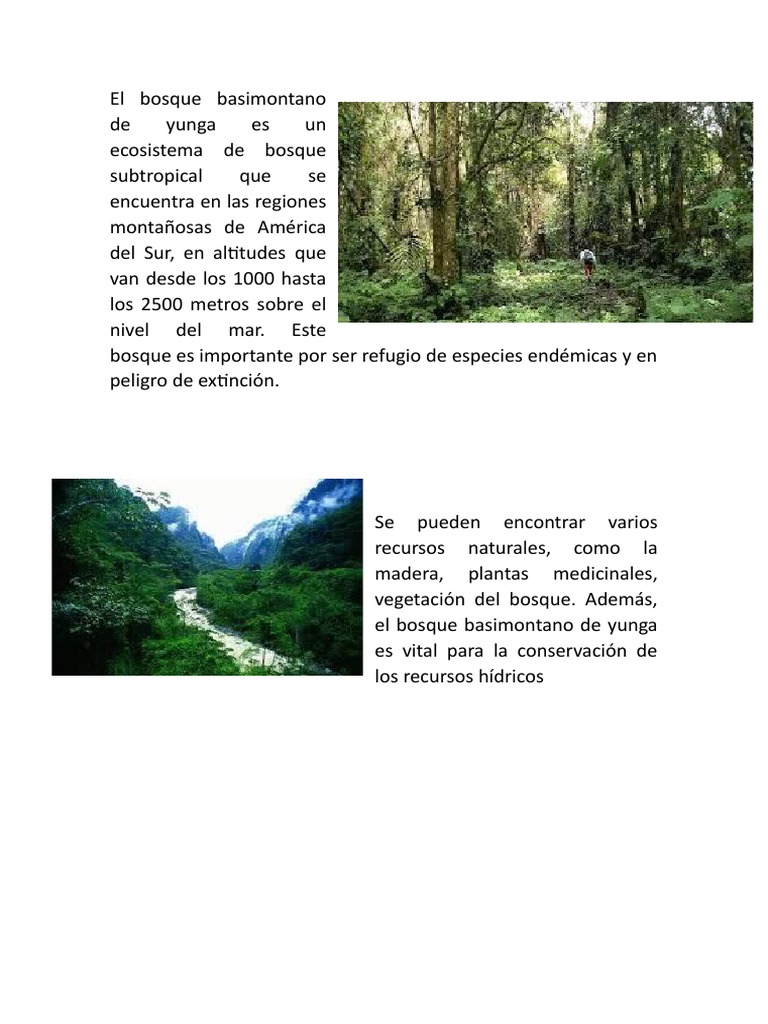 Bosque | PDF | Biodiversidad | Los bosques