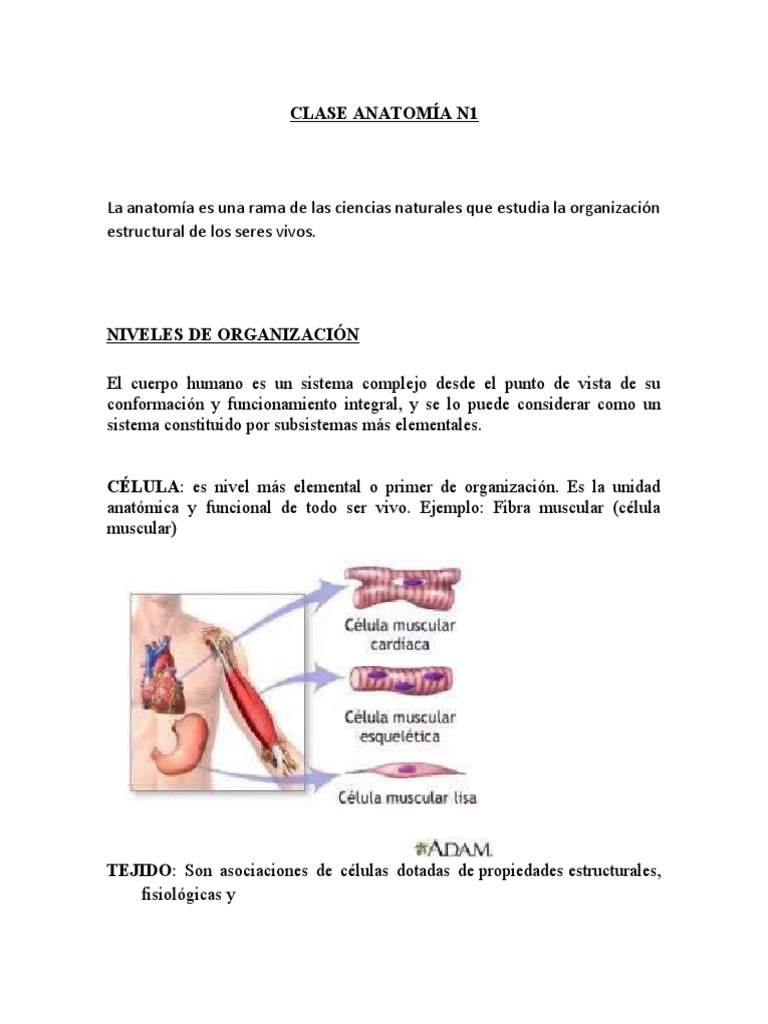 Clase1 Anatomia N1 Pdf