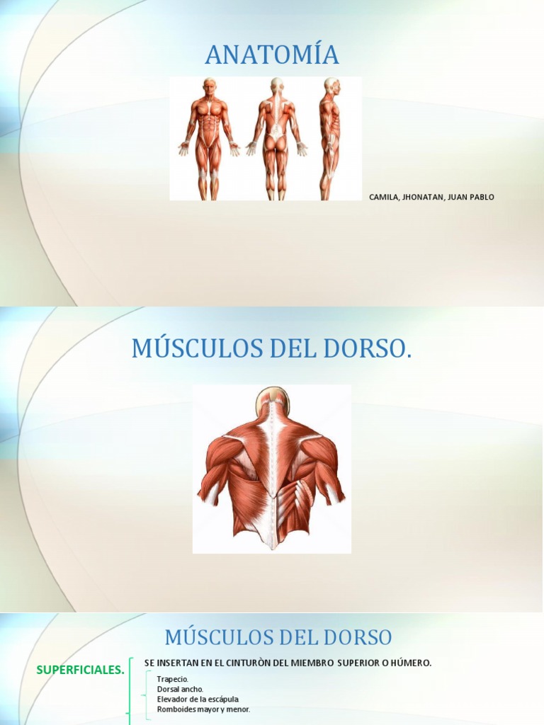 Anatomía de los Músculos del Dorso | PDF