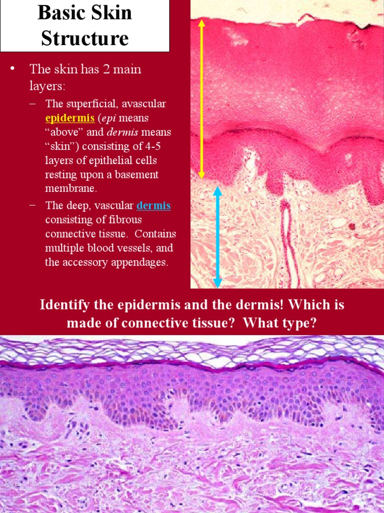 Skin Structure and Histology Overview | PDF | Epidermis | Skin
