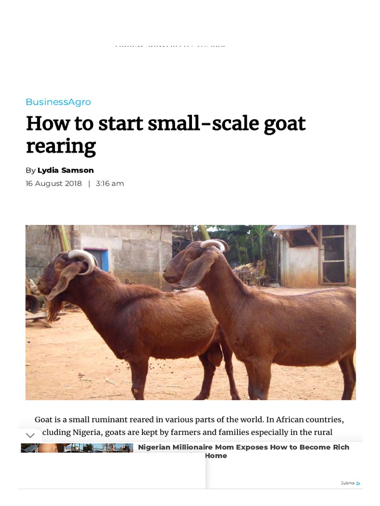 How To Start Small-Scale Goat Rearing: Businessagro | PDF | Goat | Nigeria