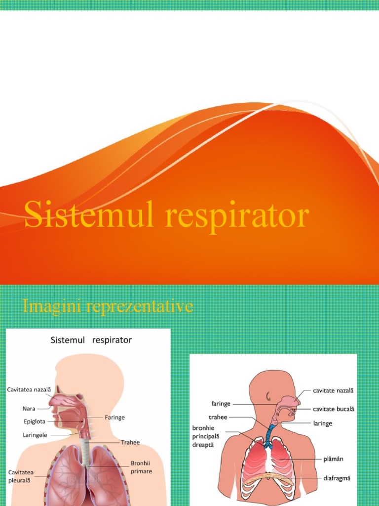 Sistemul Respirator-Proiect | PDF