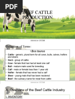 Swine Terminology | PDF | Pig | Livestock