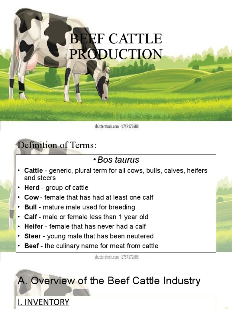 Beef Cattle Production | PDF