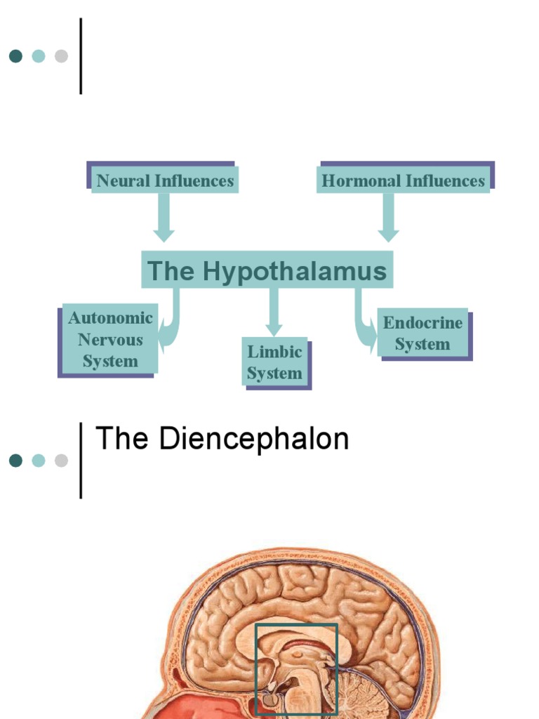 Hypothalamus Assignment | PDF
