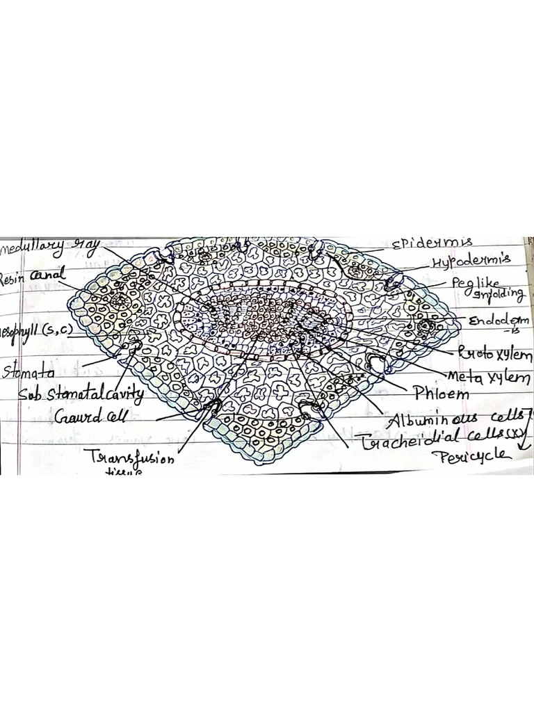 Pinus needle T.S | PDF